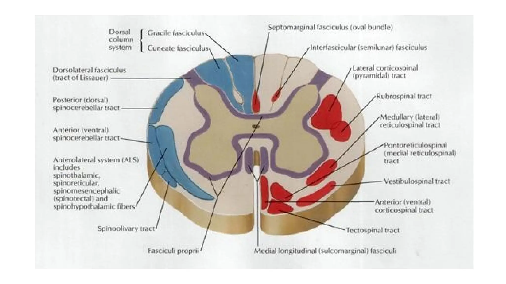 Ascending Pain Pathway and spinotectal pathway.pptx