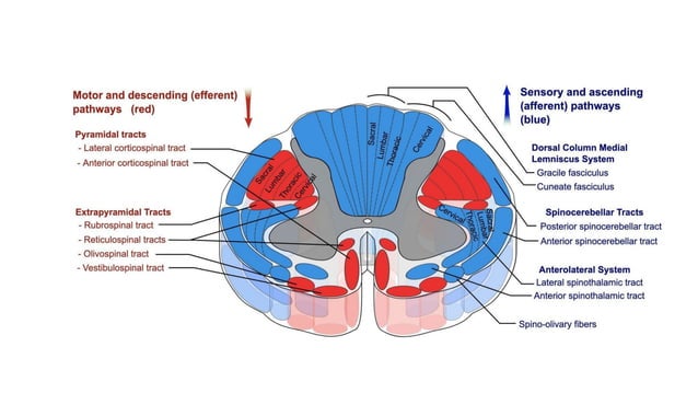 Ascending Pain Pathway and spinotectal pathway.pptx