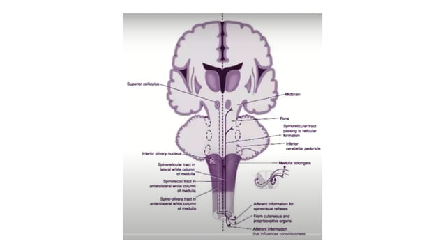 Ascending Pain Pathway and spinotectal pathway.pptx