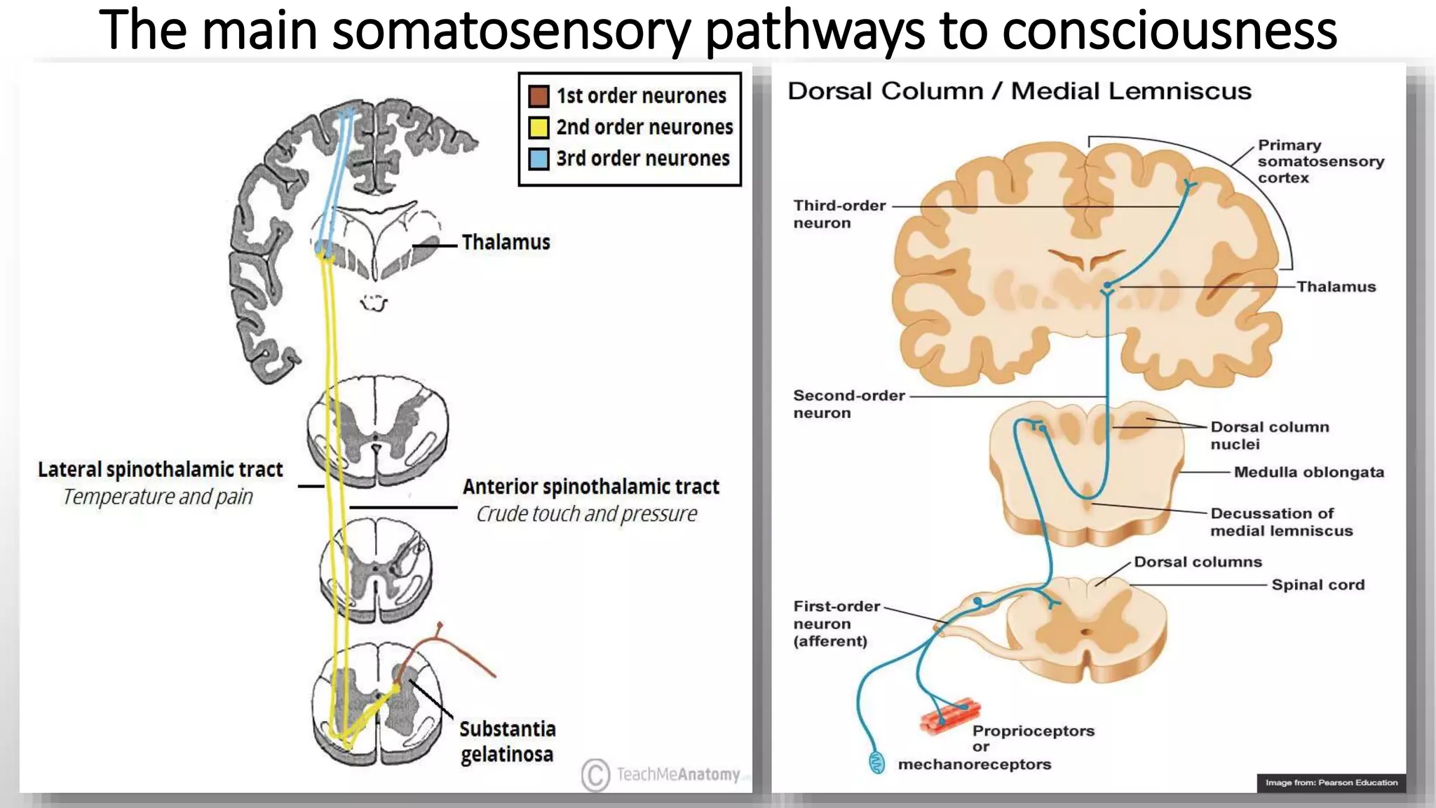 Ascending pathways | PPTX