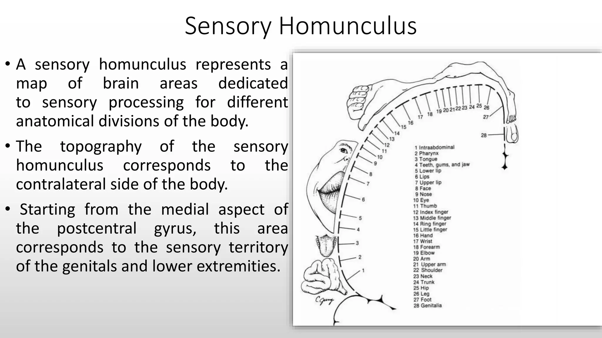 Ascending pathways | PPTX