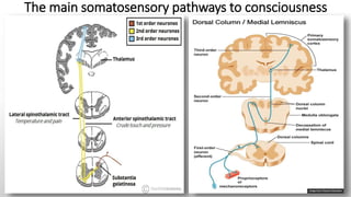 Ascending pathways | PPTX
