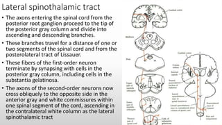 Ascending pathways | PPTX