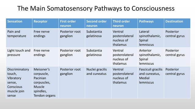 Ascending pathways | PPT