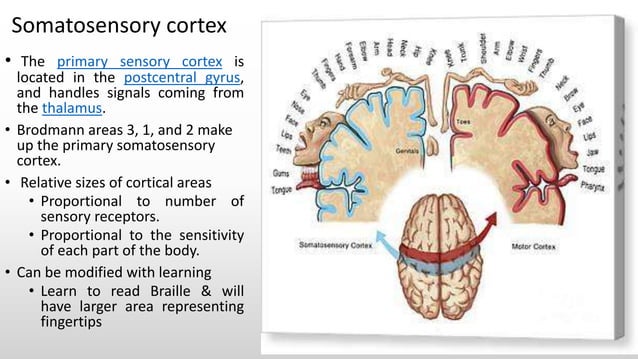Ascending pathways | PPT
