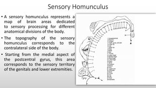 Ascending pathways | PPTX