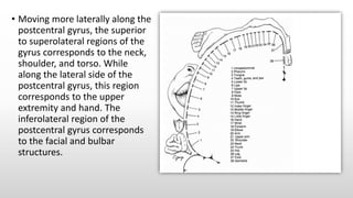 Ascending pathways | PPTX