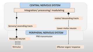 Ascending pathways | PPTX
