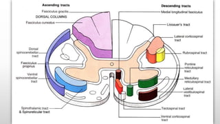 Ascending pathways | PPTX