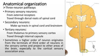 Ascending pathways | PPTX