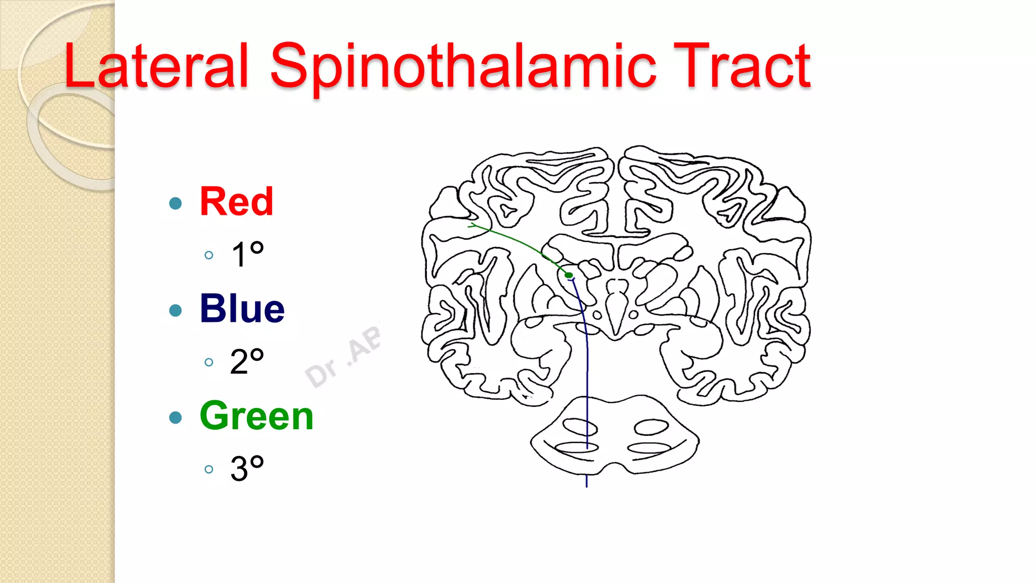Ascending pathways | PPTX