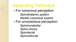 Ascending pathways | PPTX