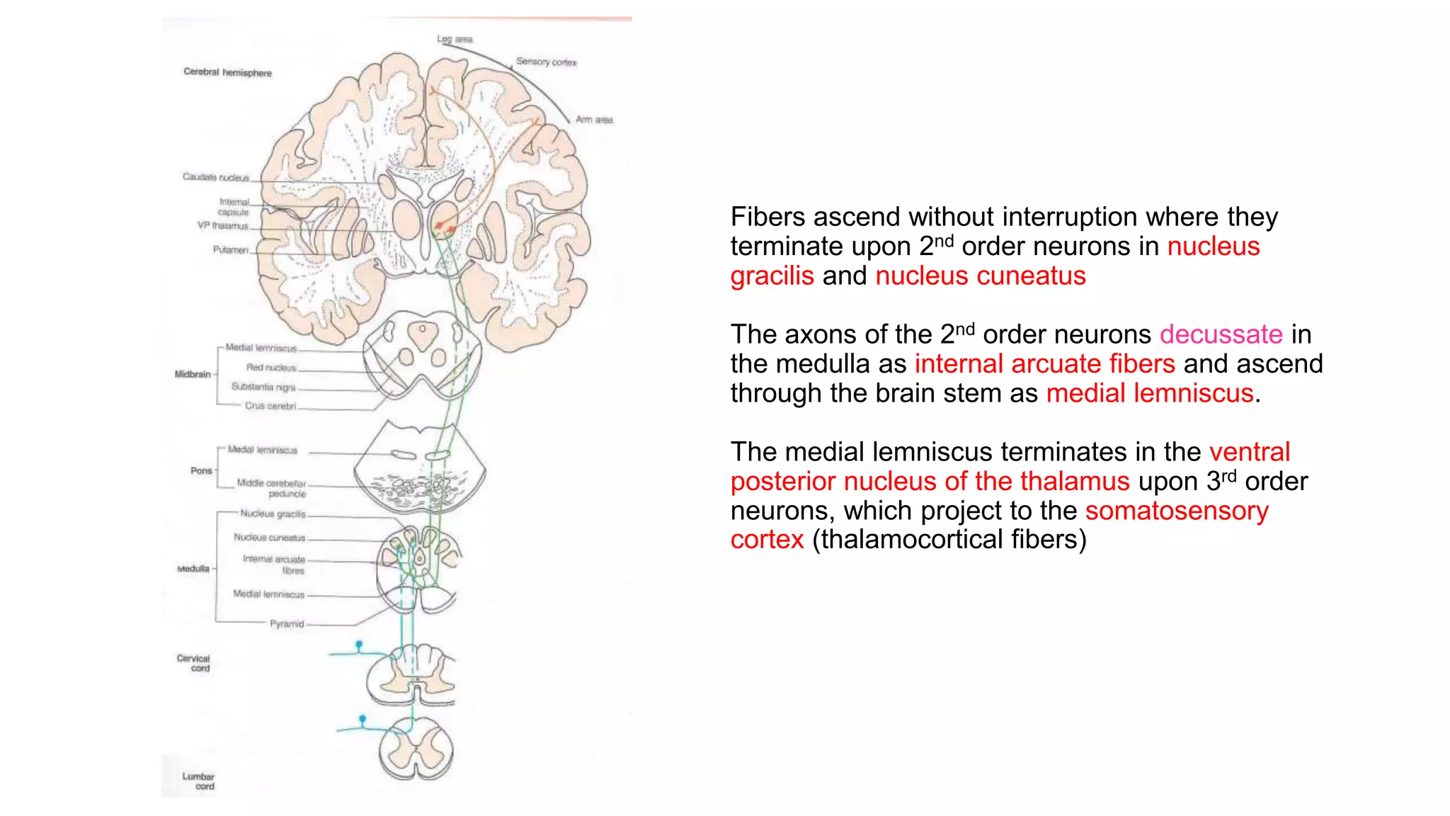 Ascending tract of the Spinal cord | PPSX