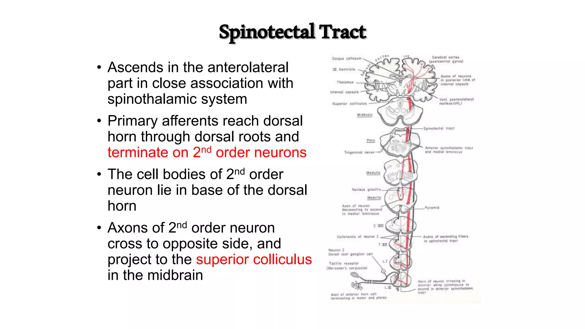 Ascending tract of the Spinal cord | PPSX
