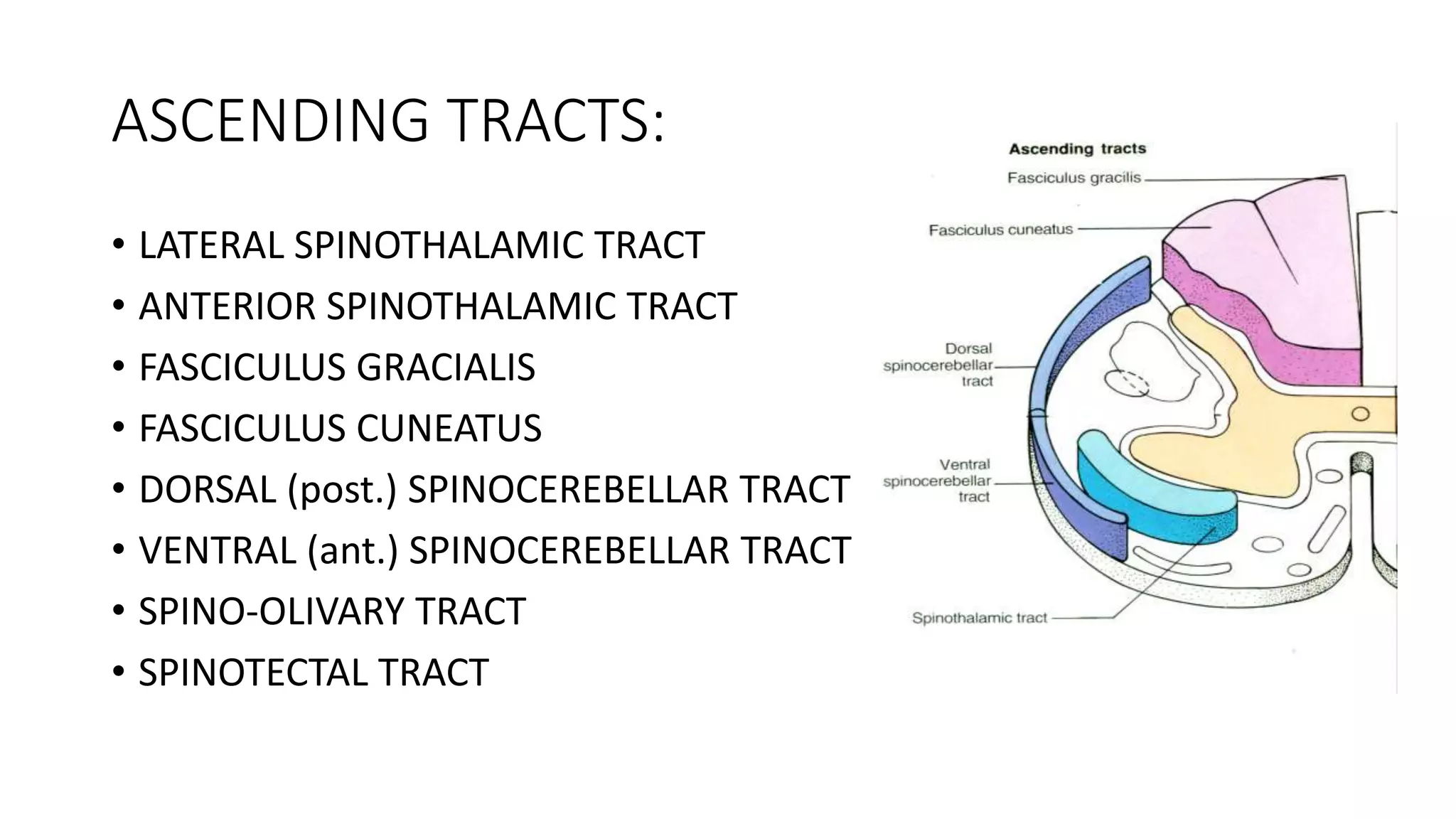 Ascending tract of the Spinal cord | PPSX
