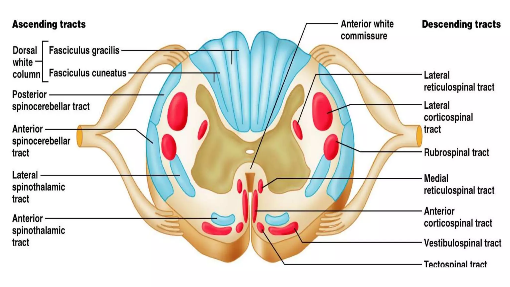 Ascending tract of the Spinal cord | PPSX