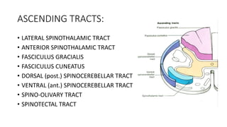 Ascending tract of the Spinal cord | PPSX