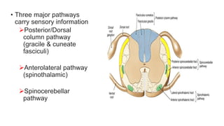 Ascending tract of the Spinal cord | PPSX