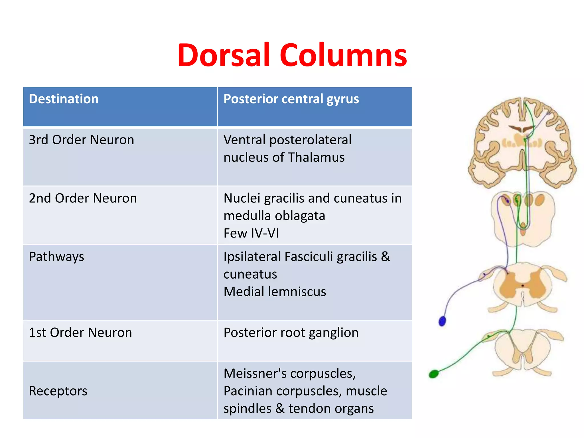 ASCENDING TRACT1.pptx