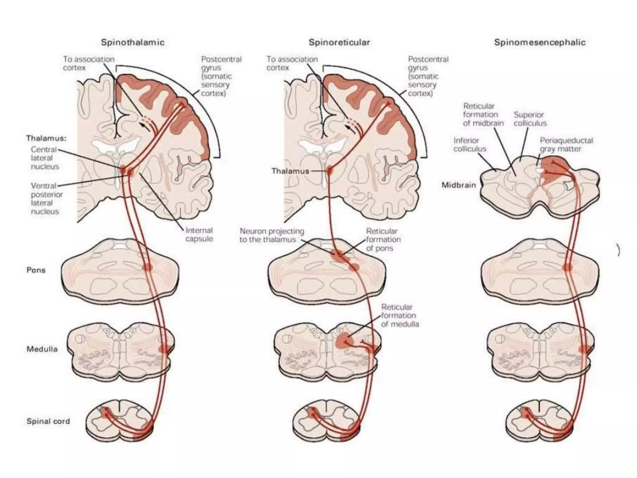 ASCENDING TRACT1.pptx