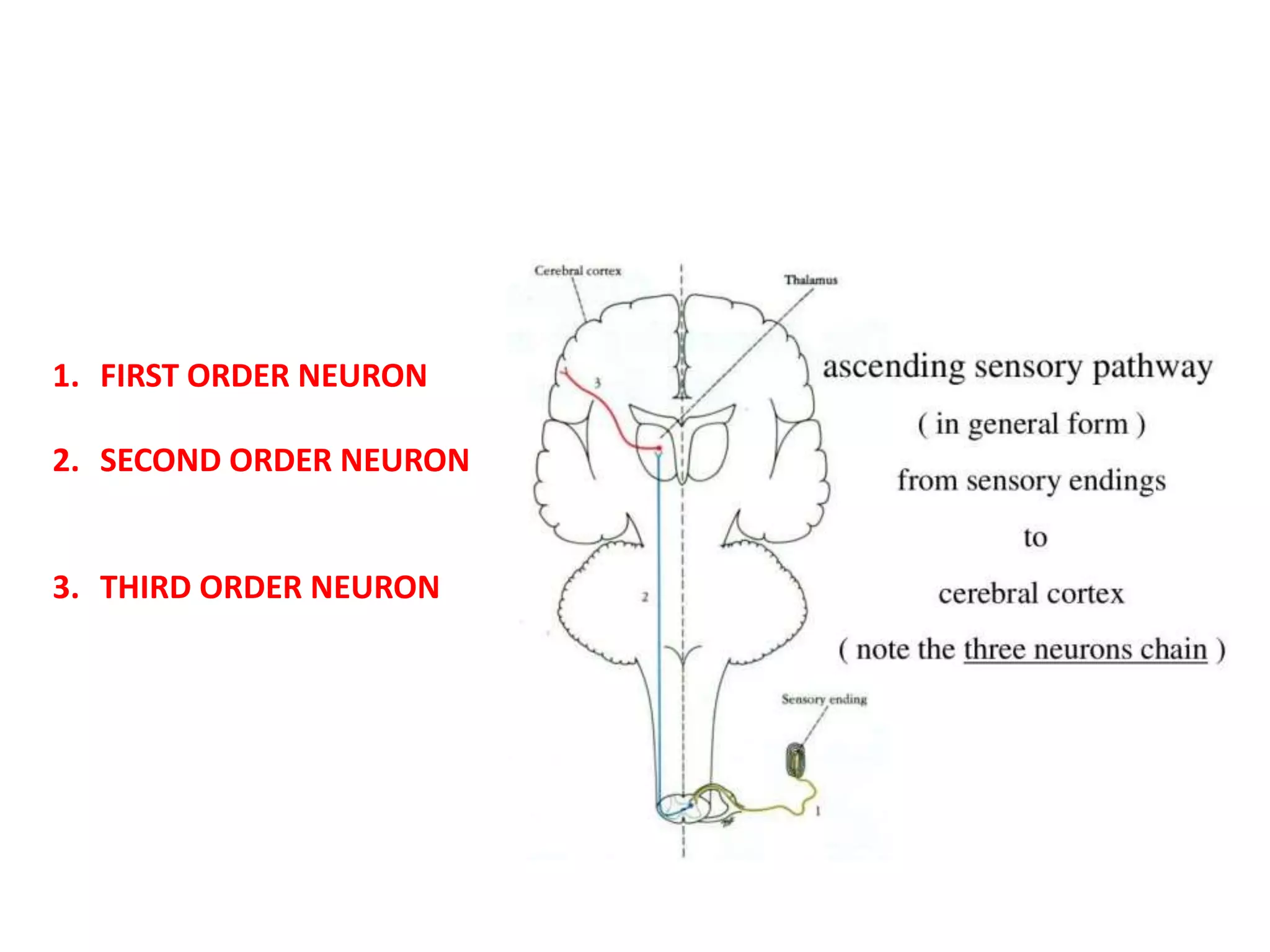 ASCENDING TRACT1.pptx