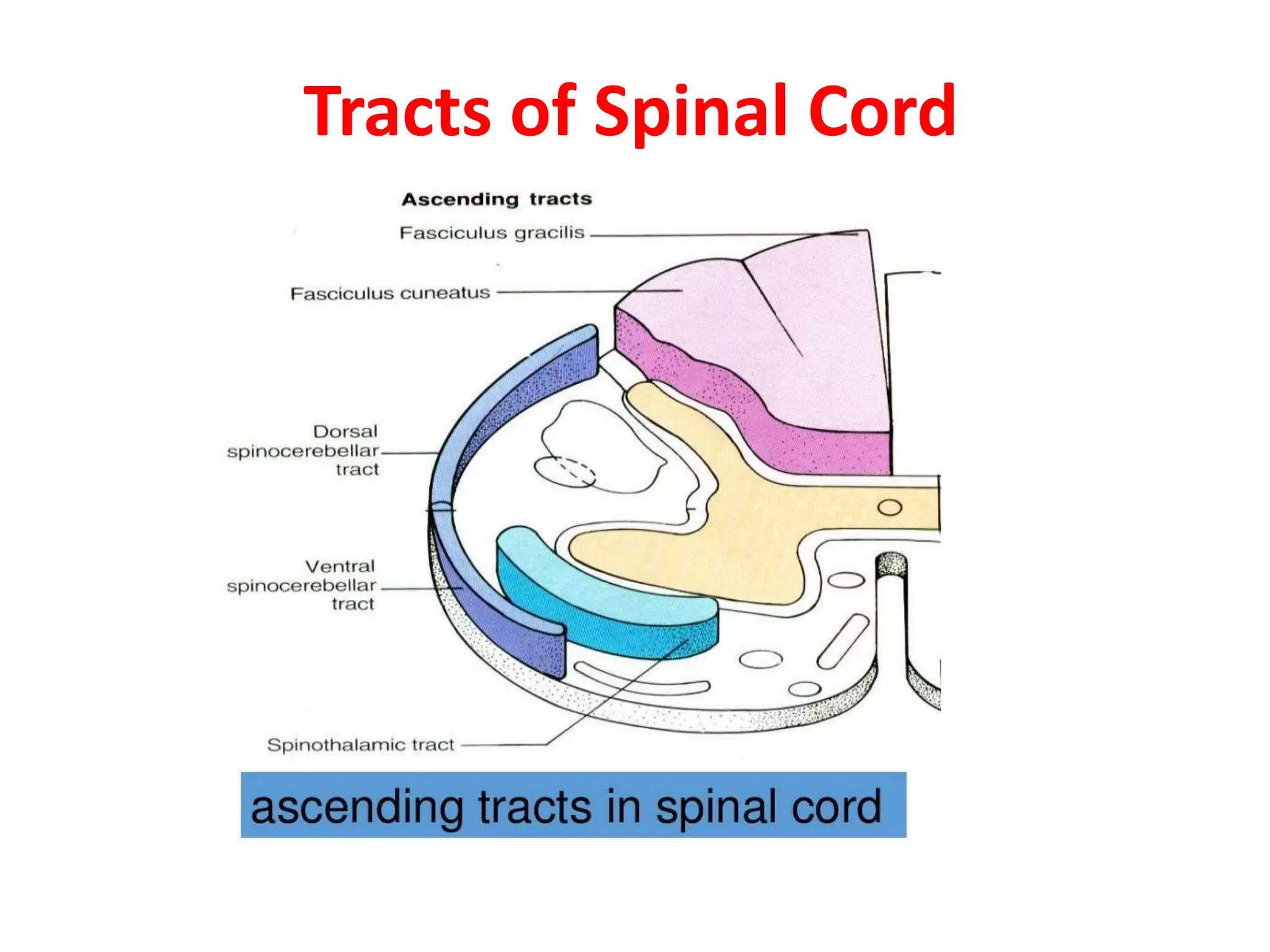 ASCENDING TRACT1.pptx