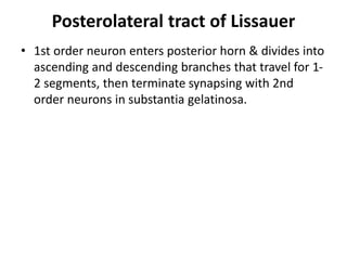 ASCENDING TRACT1.pptx