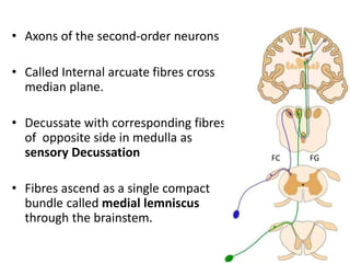 ASCENDING TRACT1.pptx