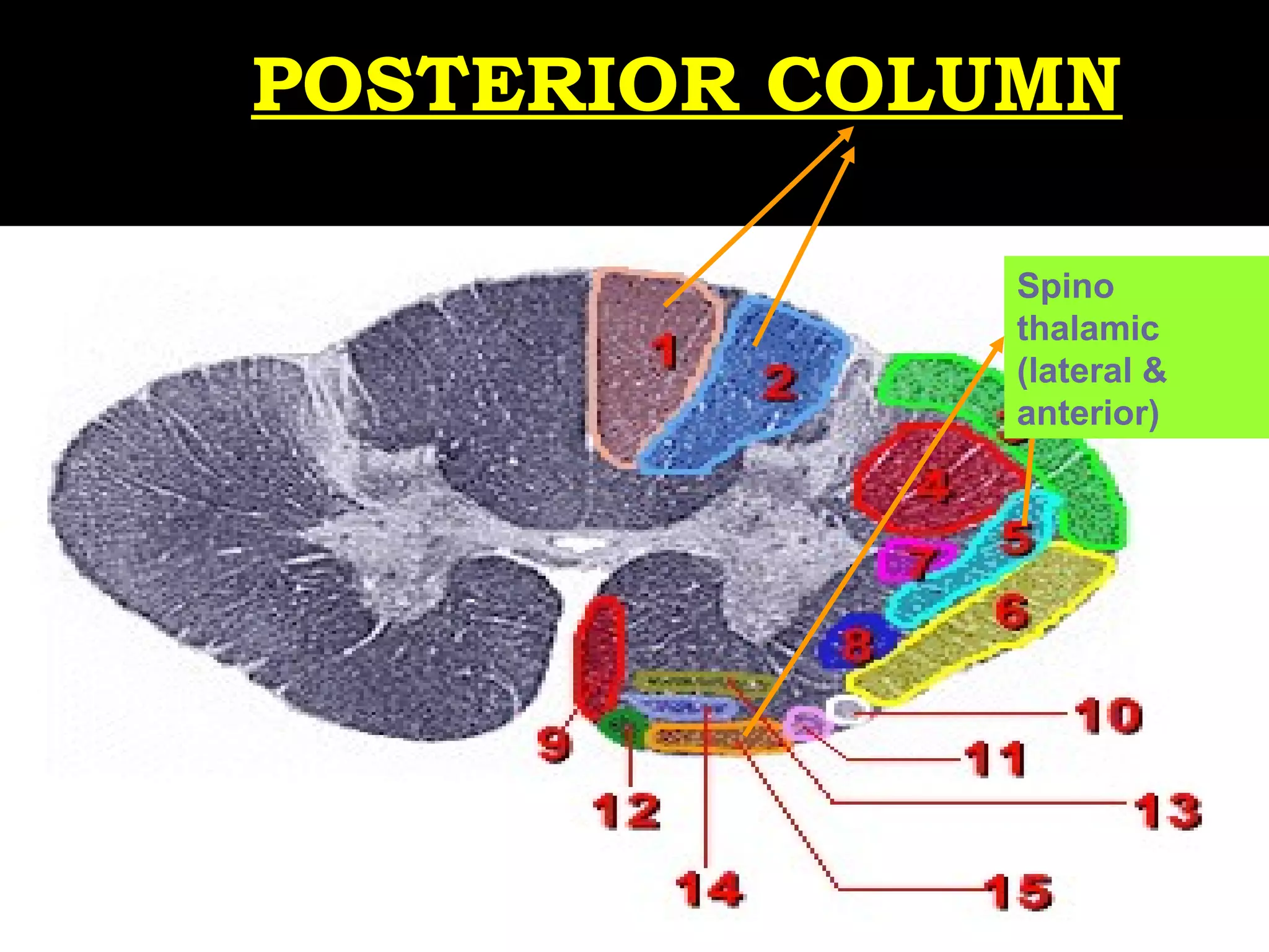 ASCENDING TRACTS | PPT