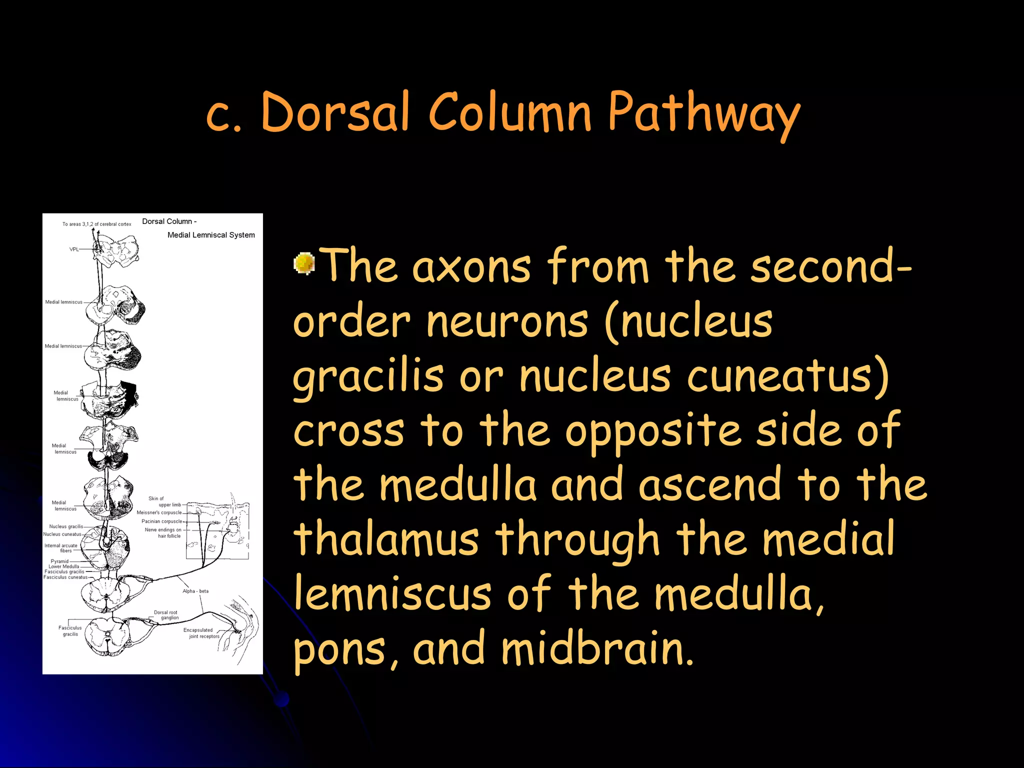 ASCENDING TRACTS | PPT