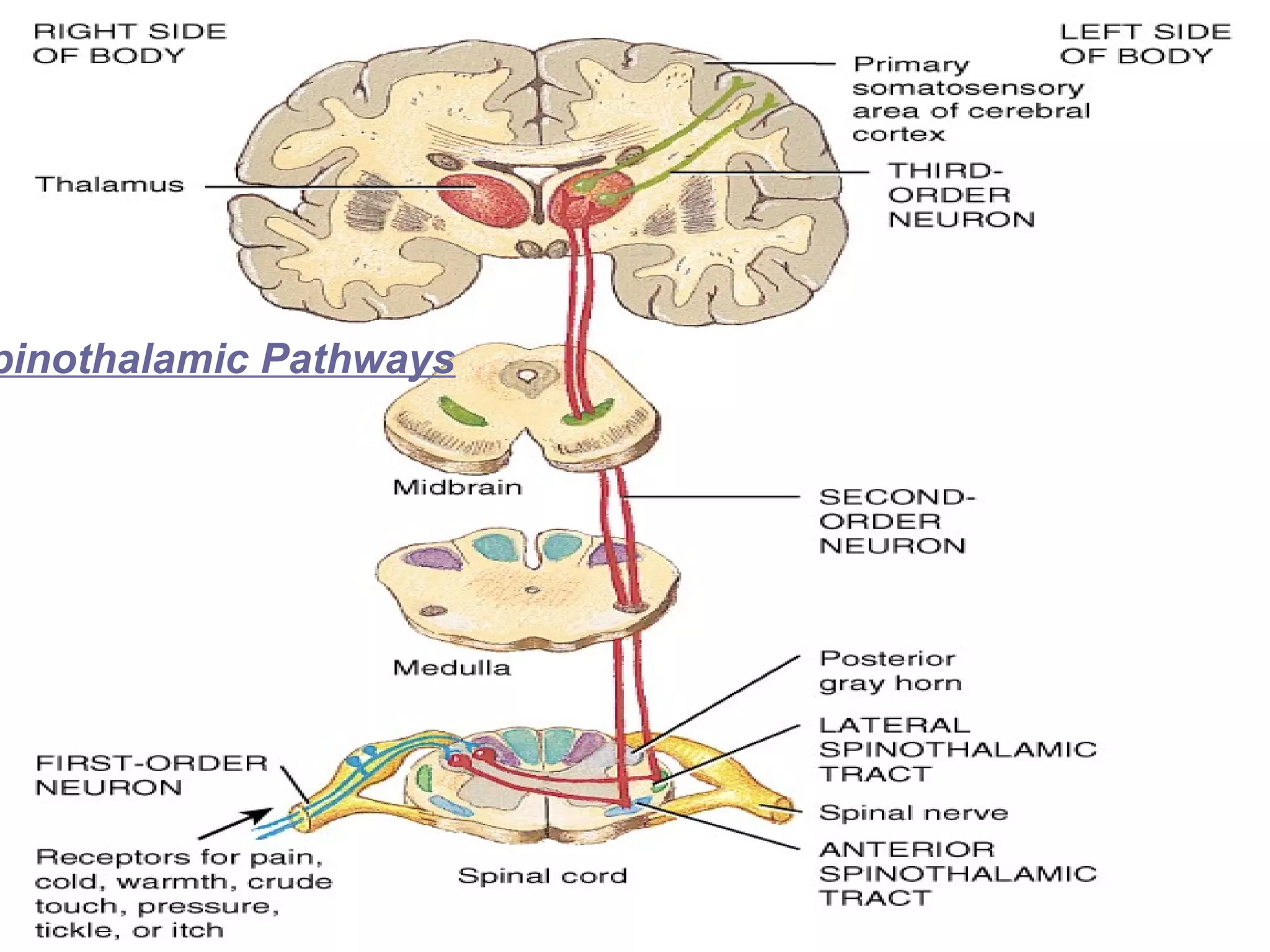 ASCENDING TRACTS | PPT