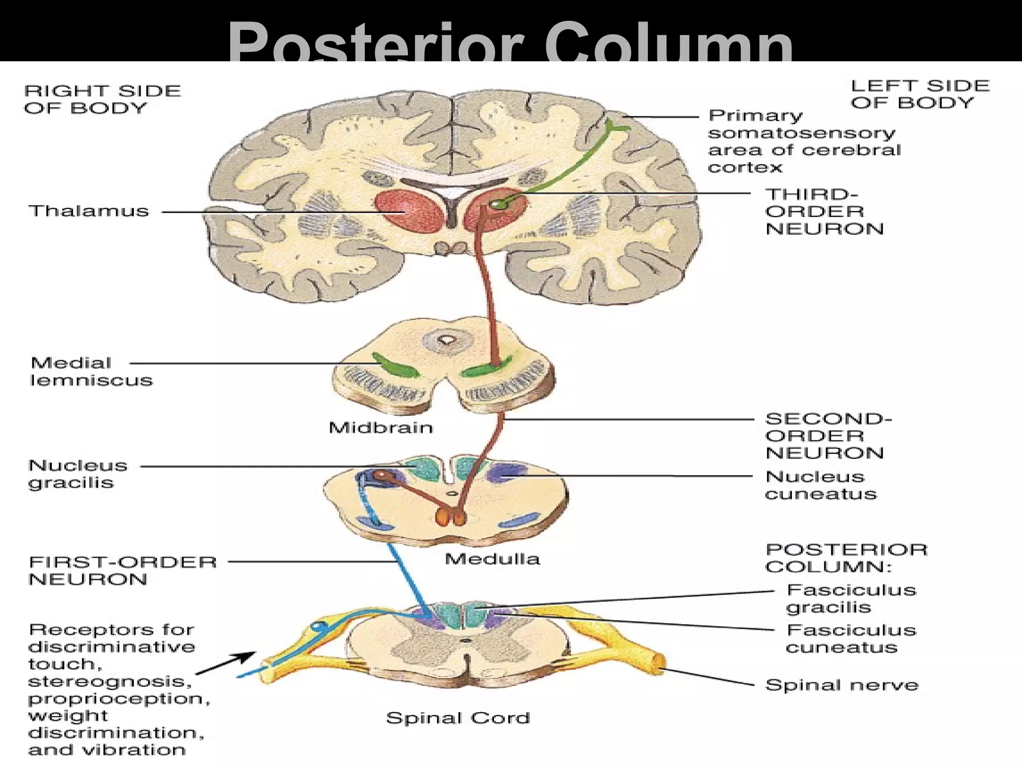 ASCENDING TRACTS | PPT