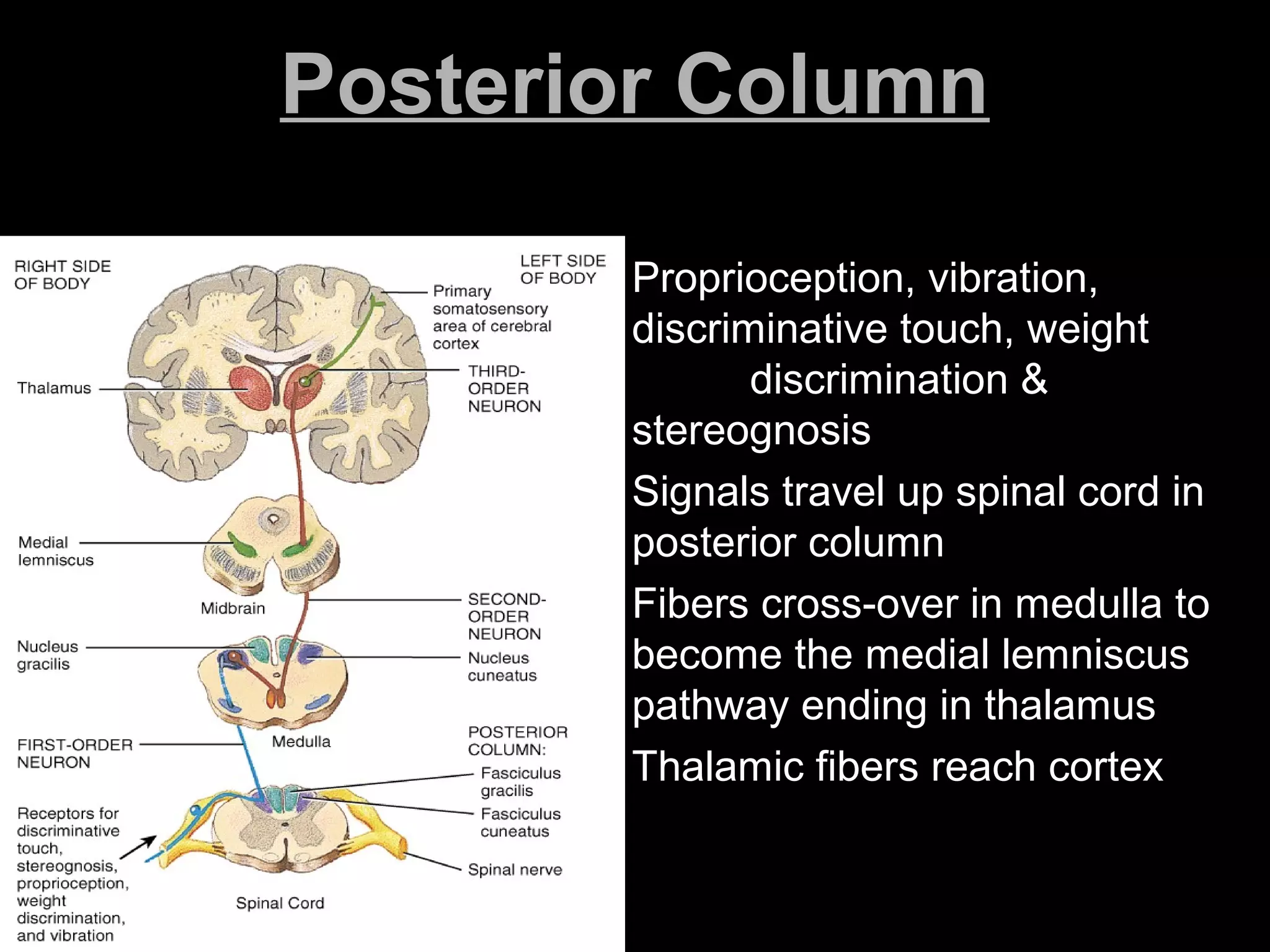 ASCENDING TRACTS | PPT