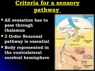 ASCENDING TRACTS | PPT