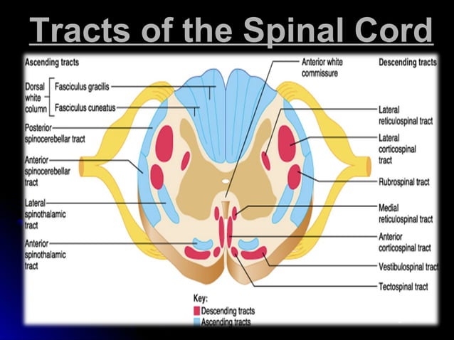ASCENDING TRACTS | PPT | Brain and Nervous System Disorders | Diseases ...
