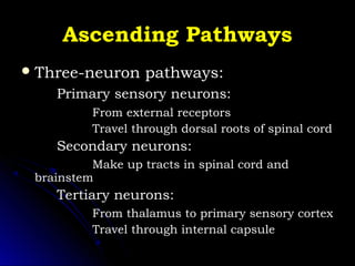 ASCENDING TRACTS | PPT