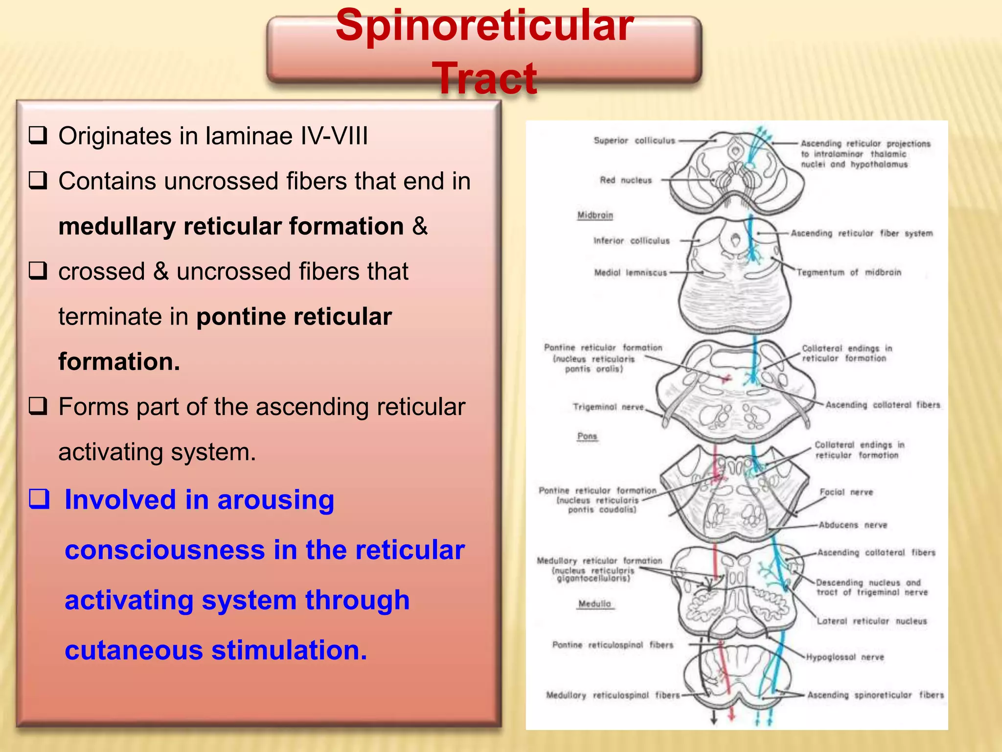 Ascending tracts | PPTX