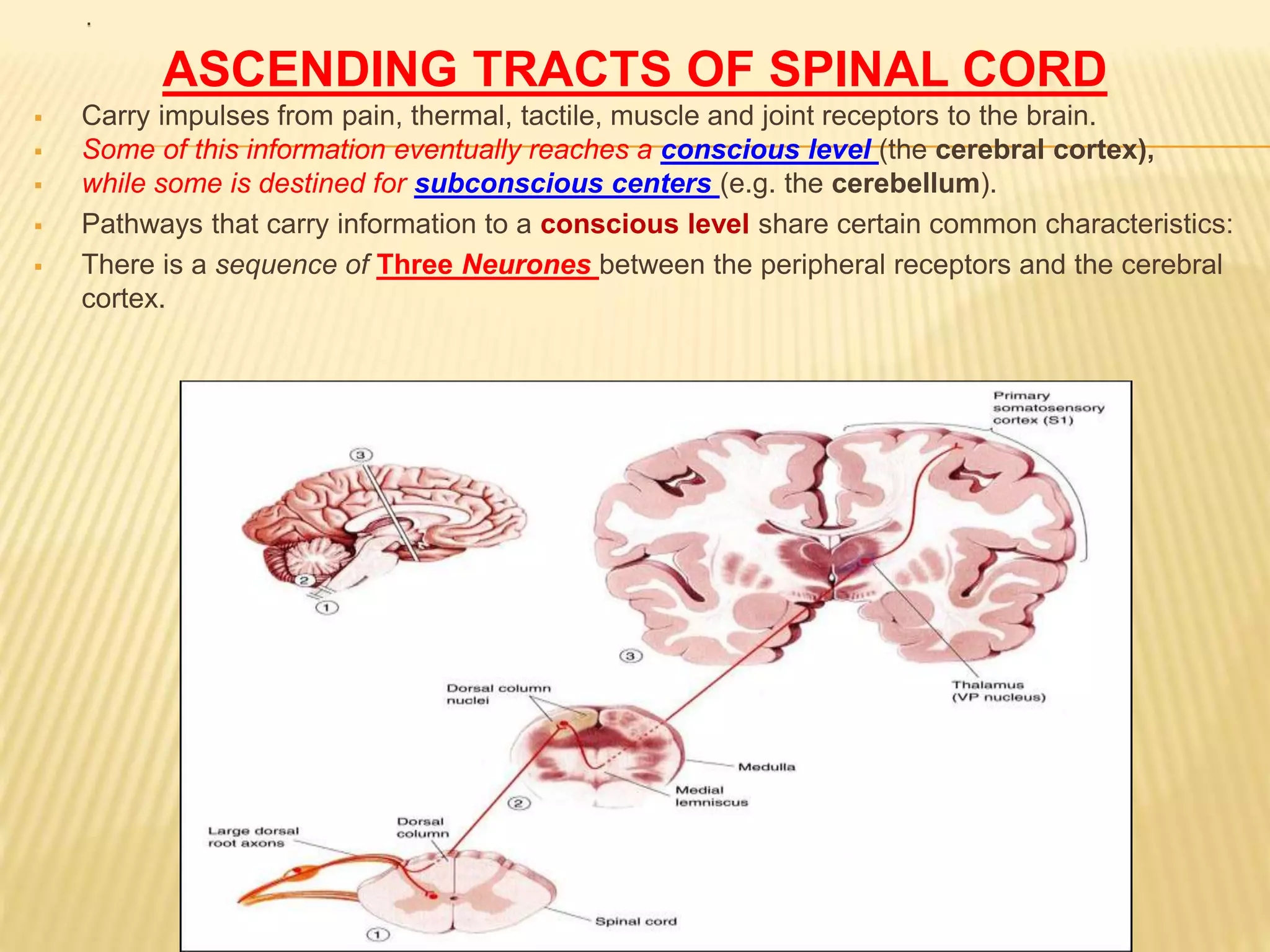 Ascending tracts | PPTX