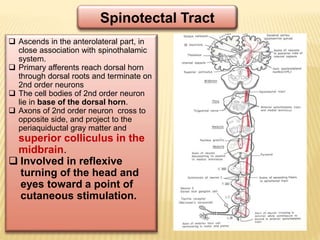 Ascending tracts | PPTX