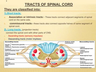 Ascending tracts | PPTX