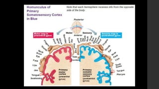 Ascending tracts | PPTX | Brain and Nervous System Disorders | Diseases ...