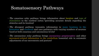 Ascending tracts | PPTX