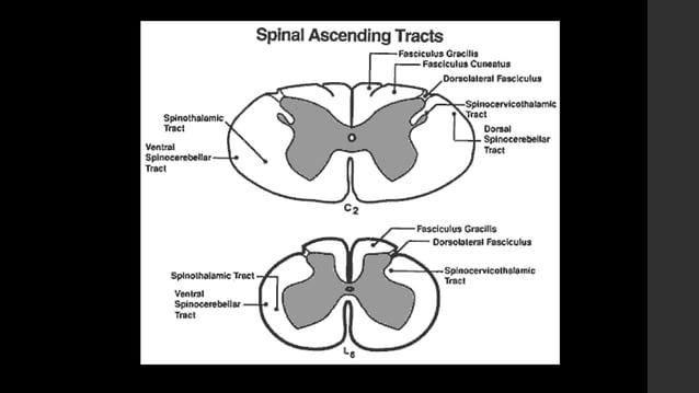 Ascending tracts | PPTX | Brain and Nervous System Disorders | Diseases ...