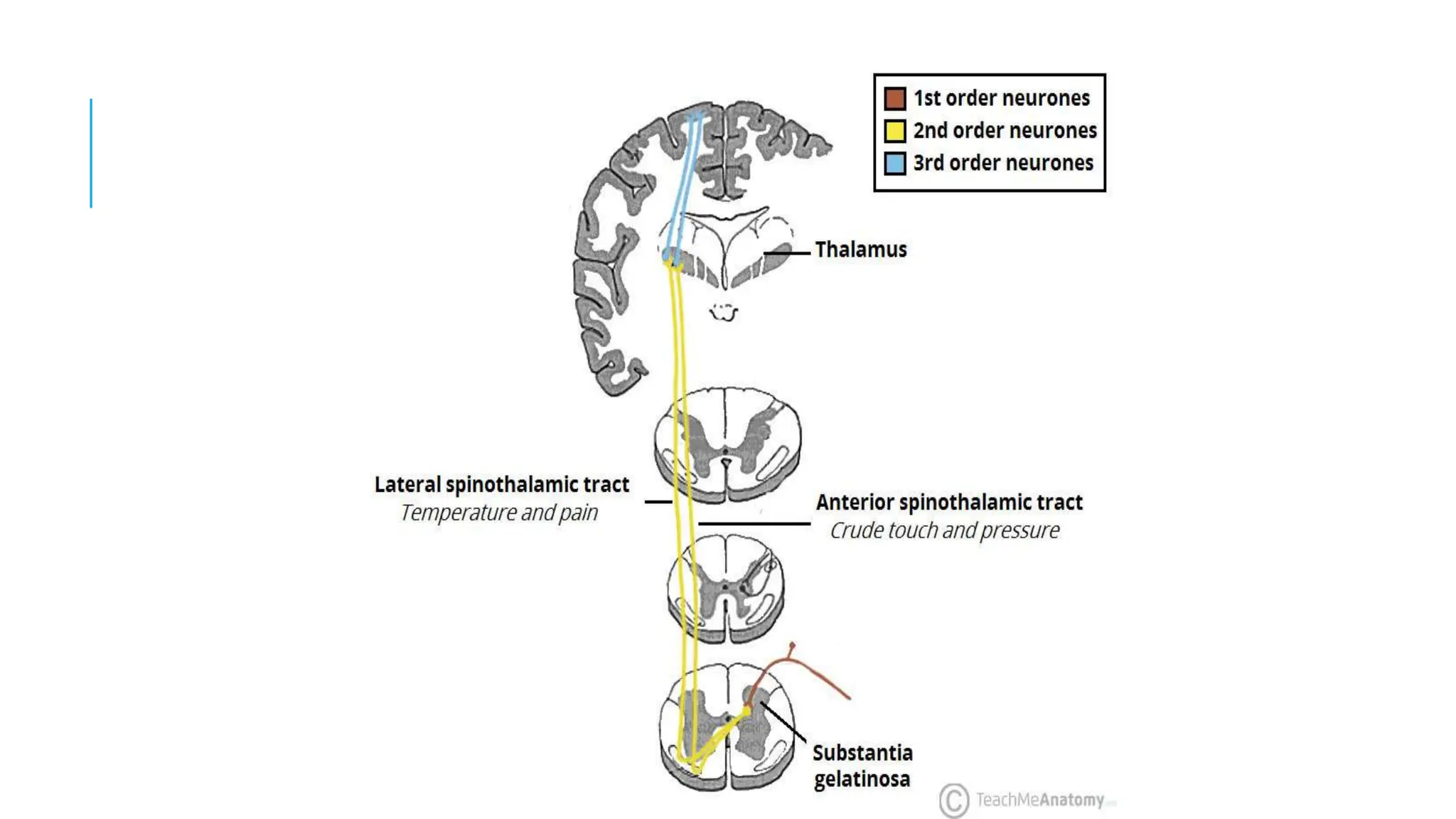 ascending tracts.pptx