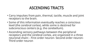 ASCENDING TRACTS OF SPINAL CORD- ROUTE & FUNCTIONS.pptx