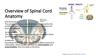 Ascending Tracts Anatomy and physiology | PPTX