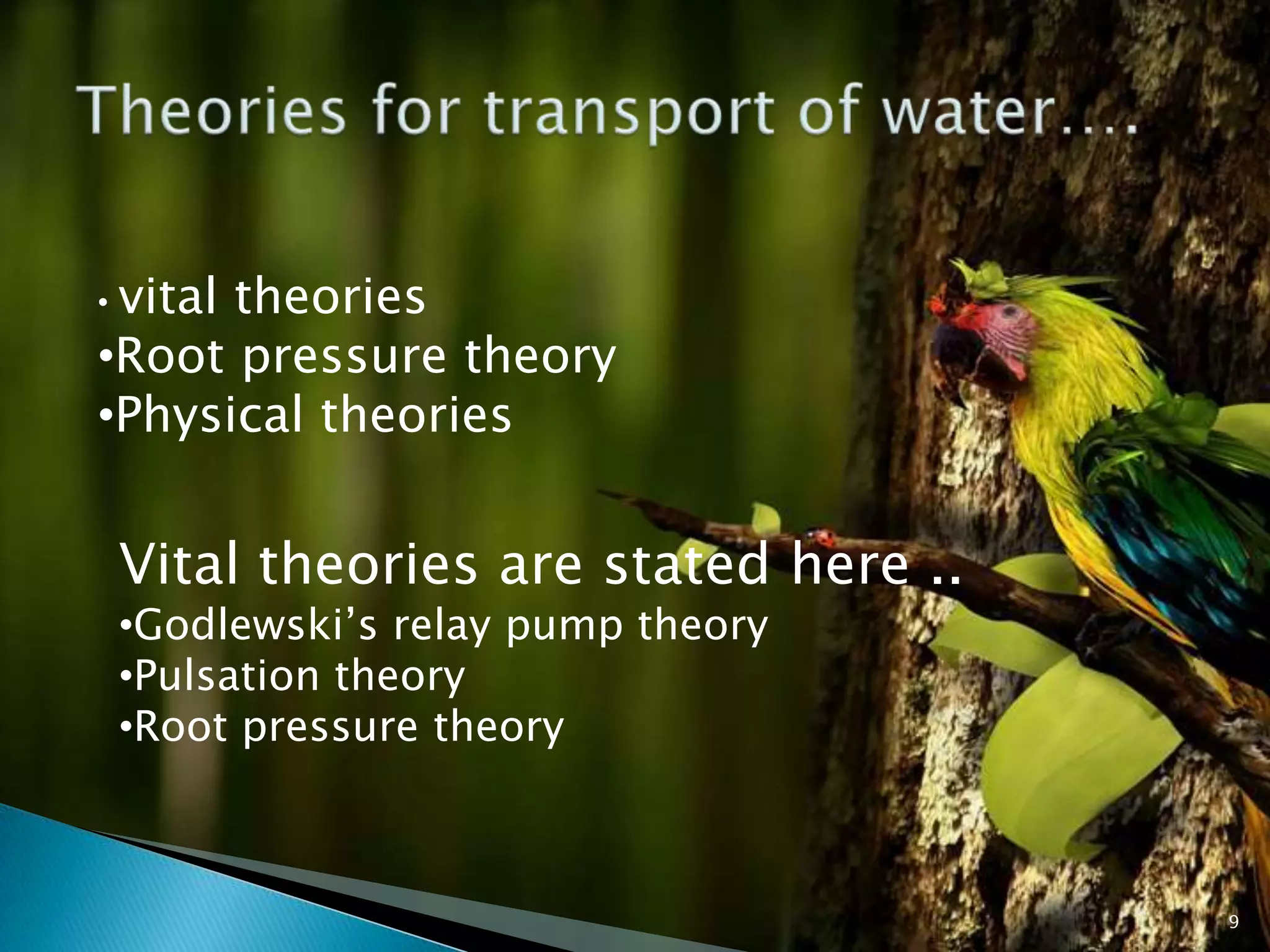 Ascent of sap | PPTX