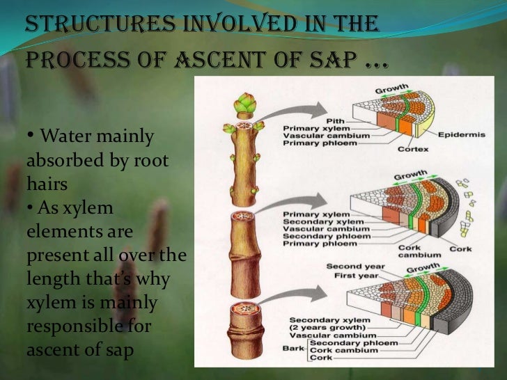 Ascent of sap