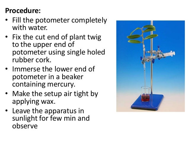 Ascent of sap MohanBio