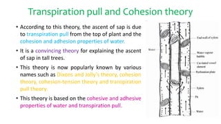 Ascent of sap | PPTX